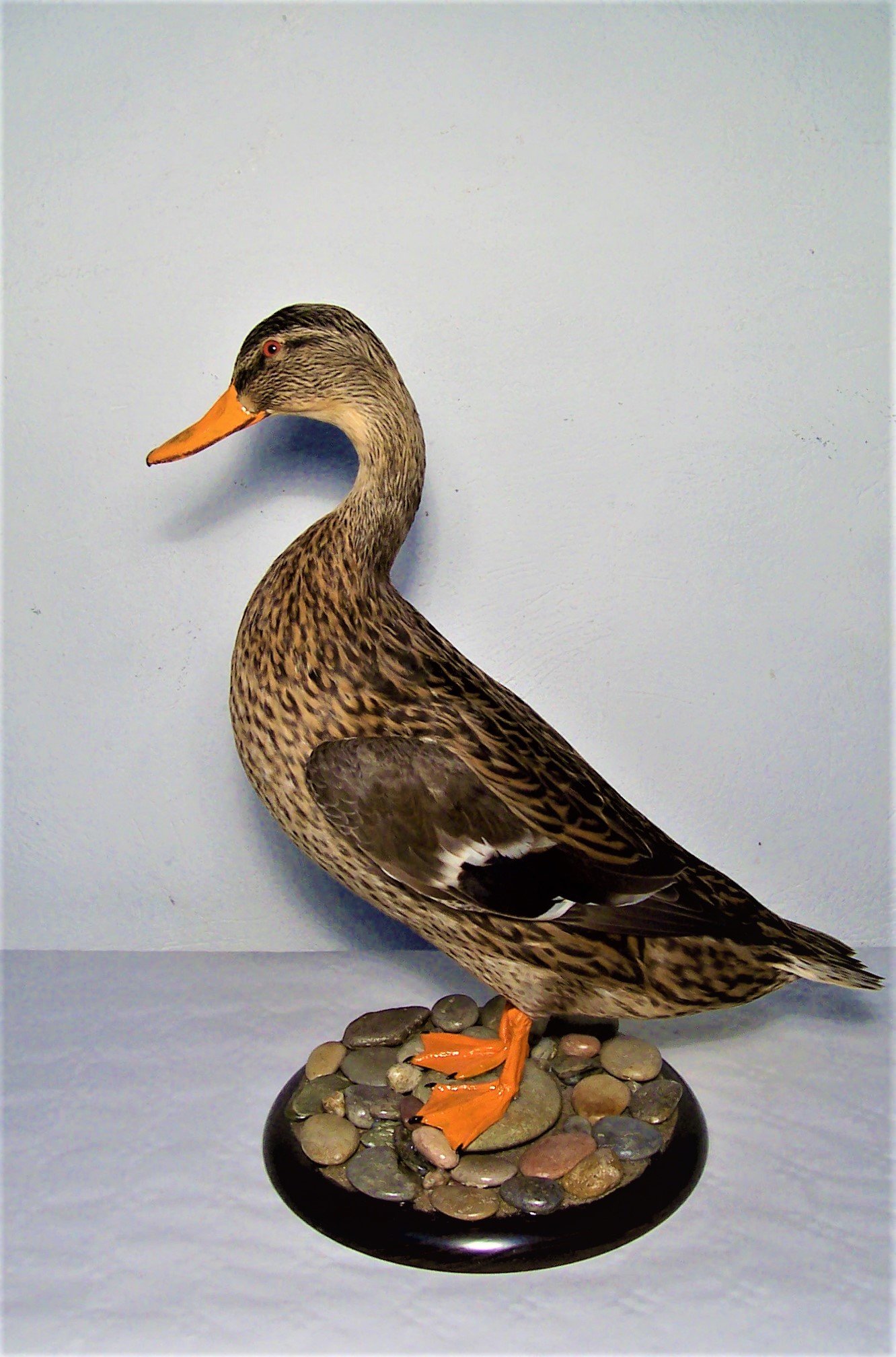 ANADE REAL HEMBRA,clike sobre las fotos y veran fotos desde distintos ...