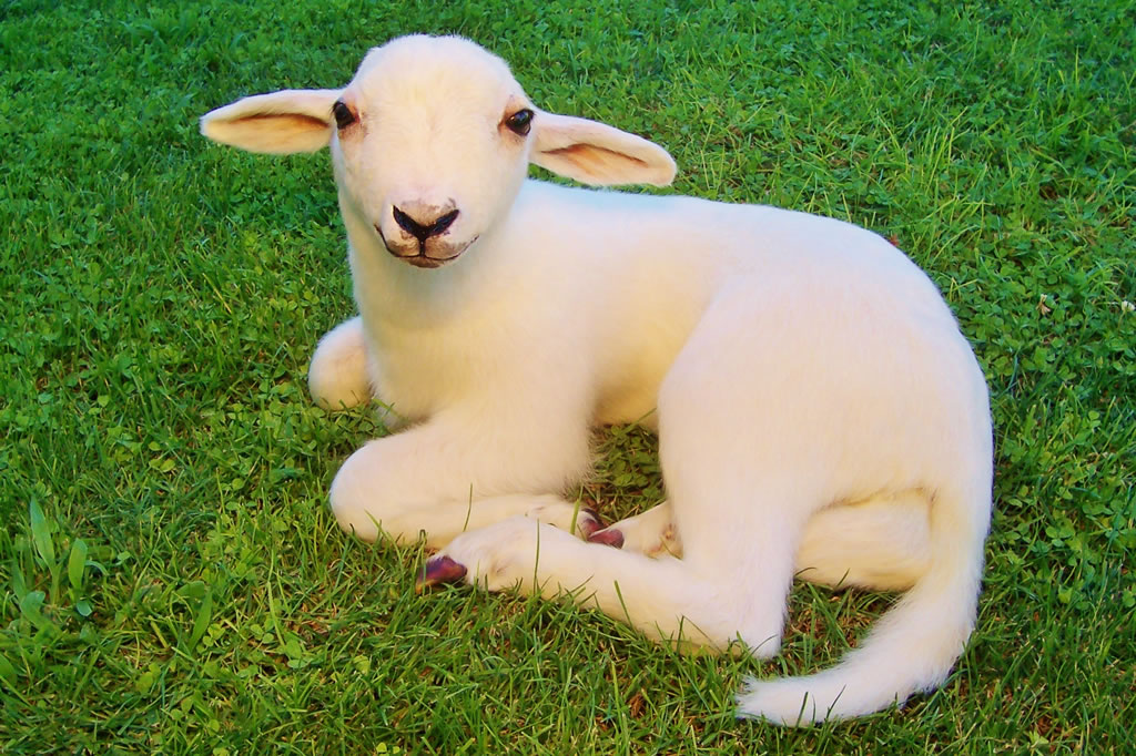 CORDERO, clique sobre la foto y vera fotos de detalles | La Taxidermia